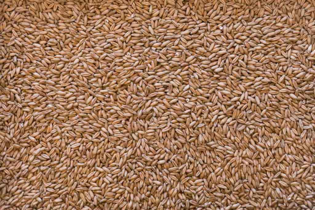 Triticale - Die Brotschafterin